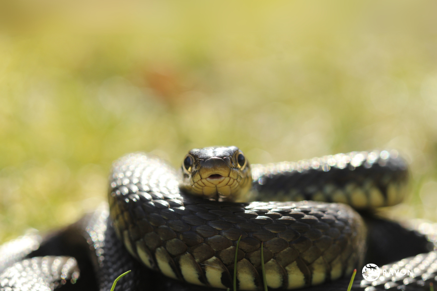 RAVON > Doe mee > Geef de natuur een cadeautje met de Kerst > Ringslang